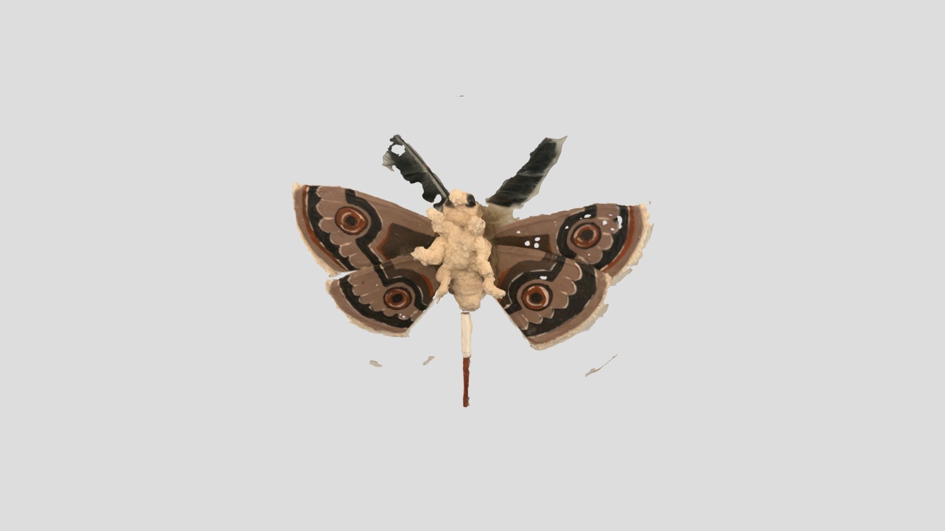 Moth - Download Free 3D model by DylanW1967 [d708193] - Sketchfab