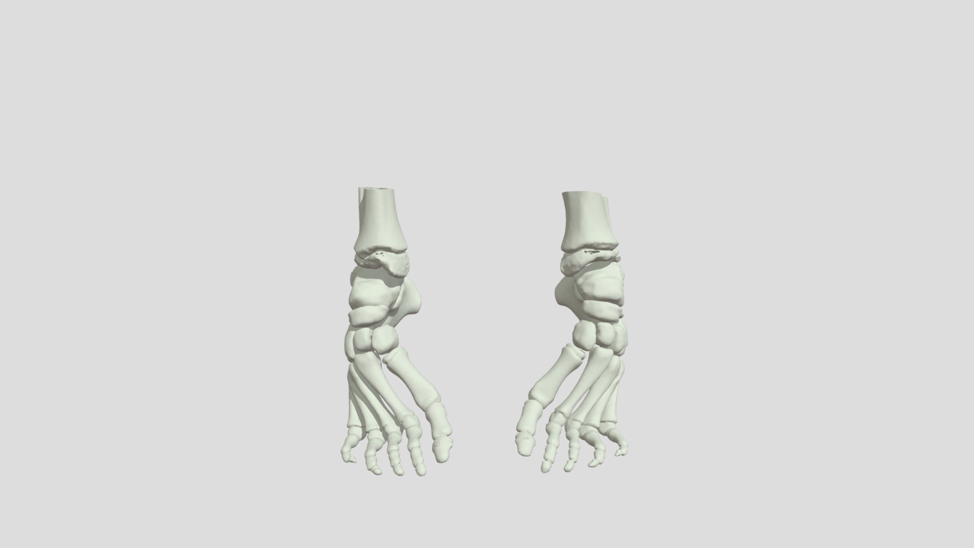 Bilateral Foot and Ankle (S0418) - 3D model by NCH Advanced Projects ...