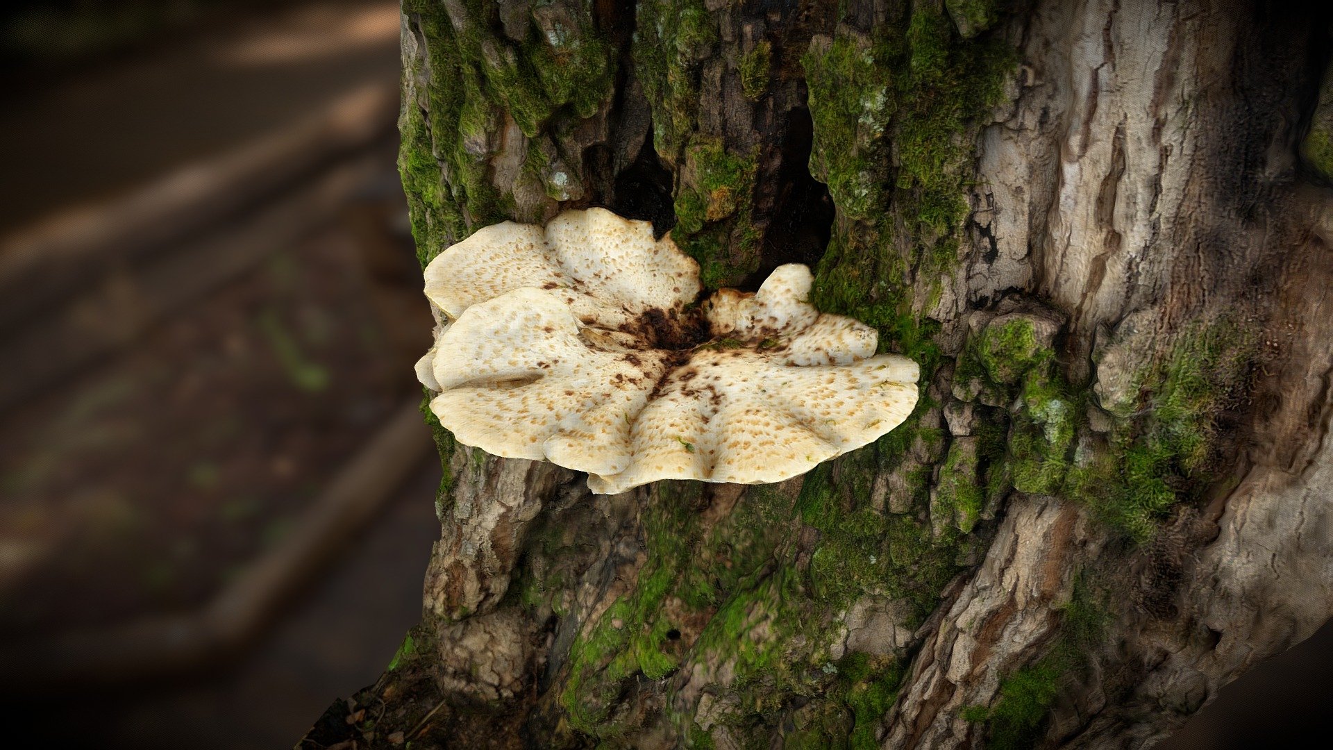 Strange Fungus on Tree - 3D model by Xane Myers (@Xane_MM) [d70f770 ...