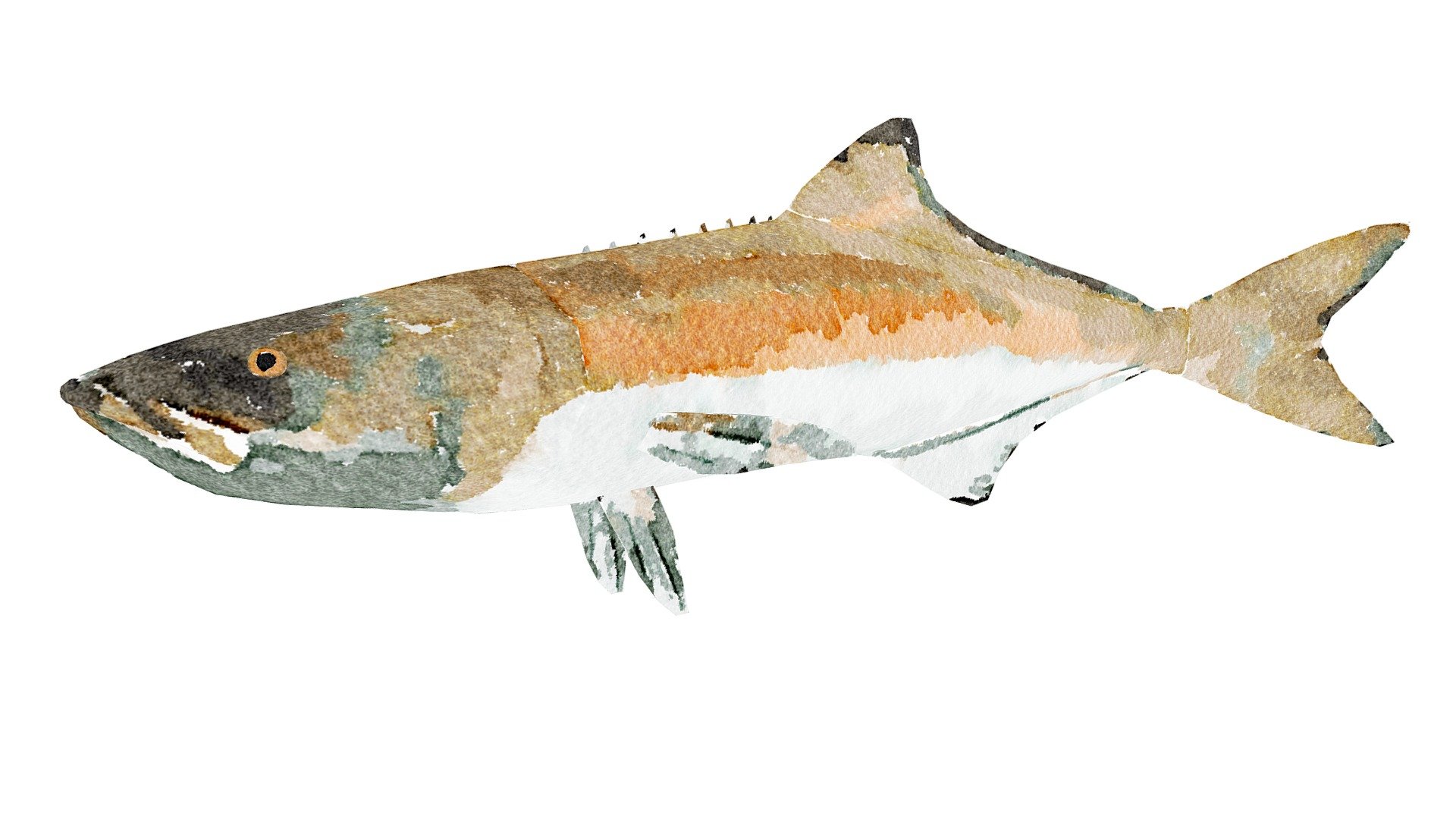 Cobia illustration - 3D model by josluat91 [d7134ff] - Sketchfab