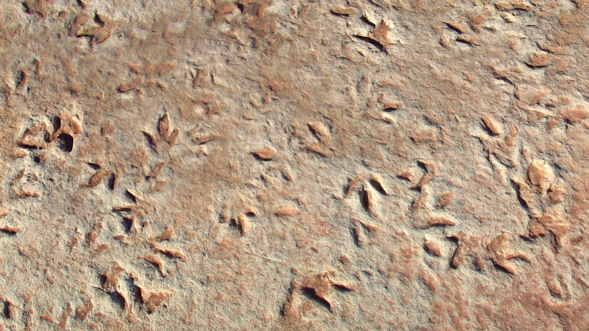 Raptor Footprints Arizona Desert - Buy Royalty Free 3D model by John ...