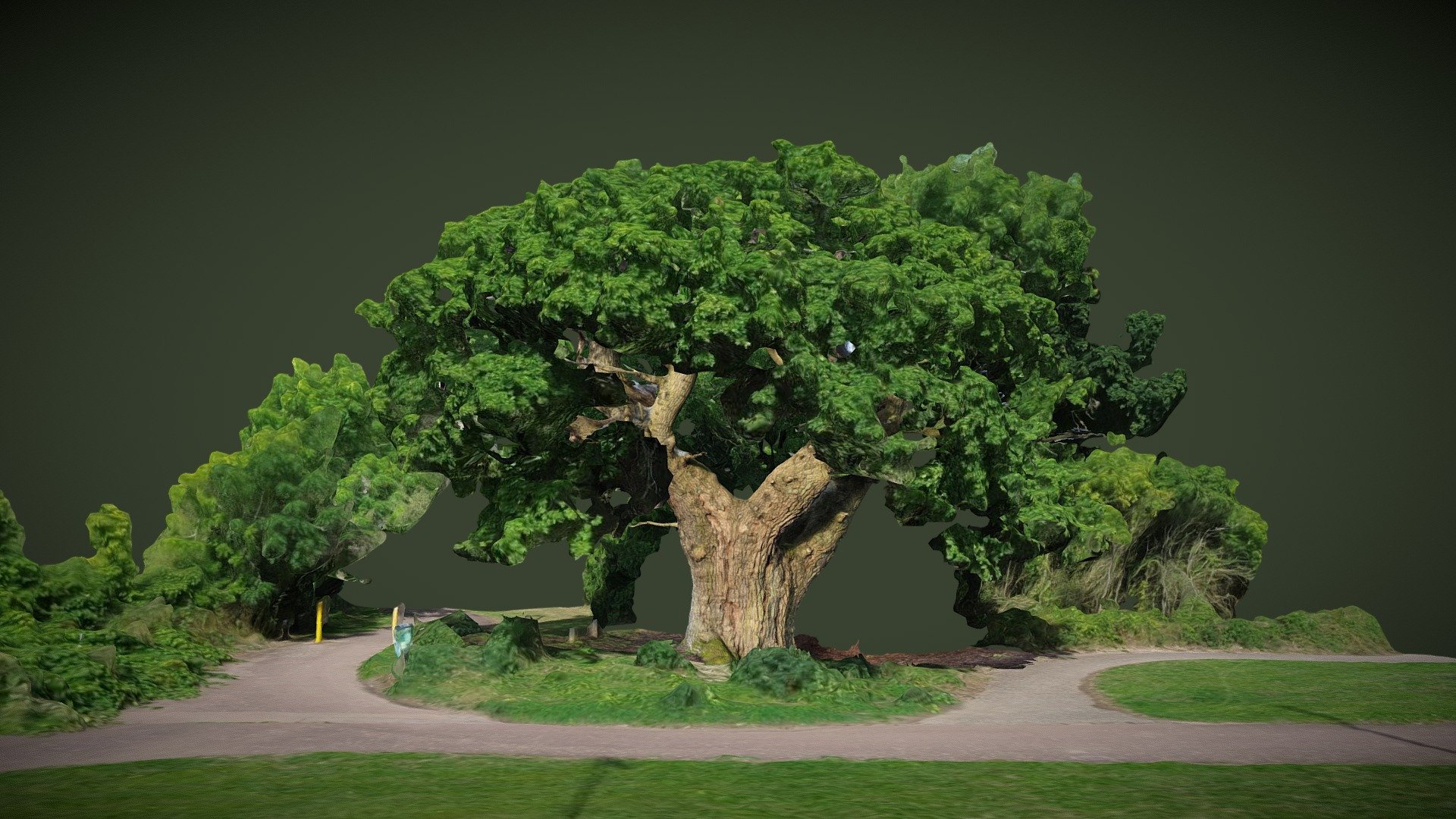 Shenley Oak Tree - 3D model by The Parks Trust (@MKParksTrust) [d71625d] - Sketchfab
