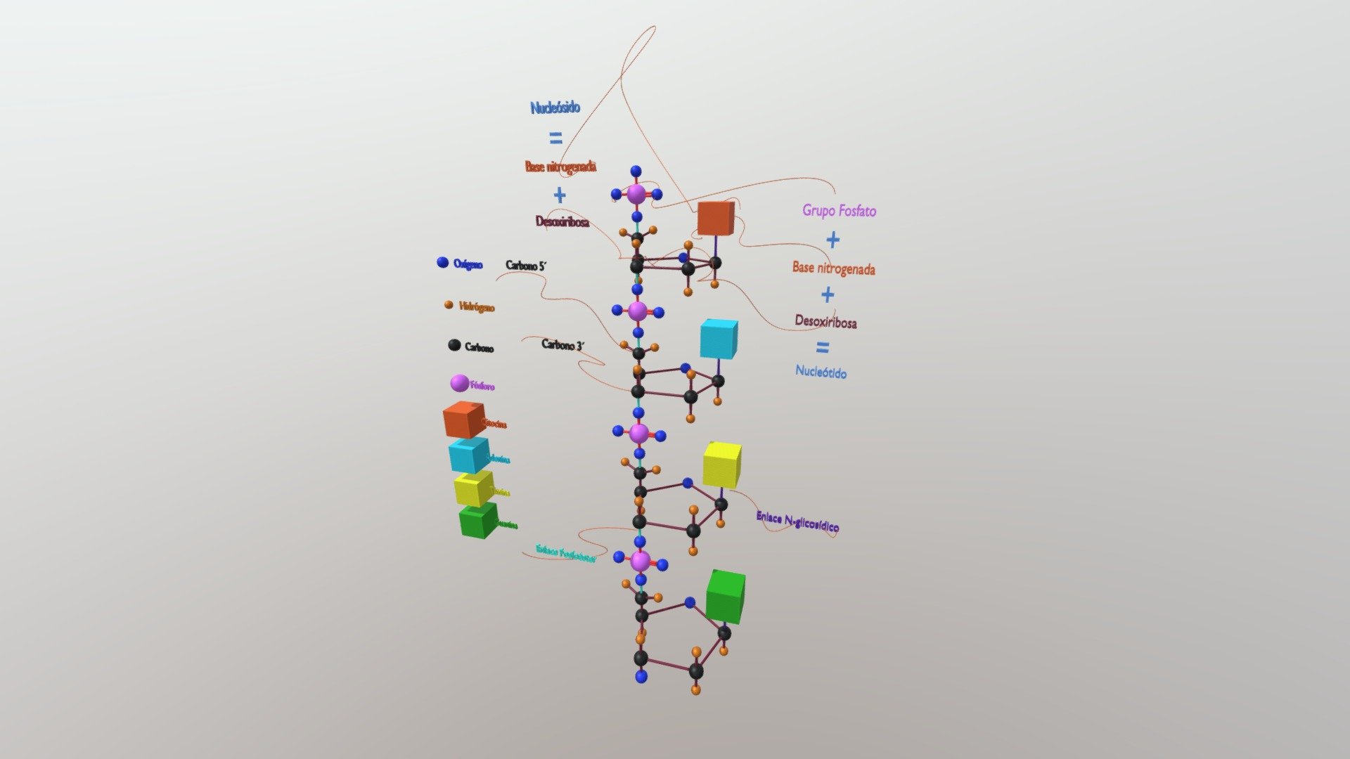 DNA_half_chain - 3D model by josecl12a [d718911] - Sketchfab