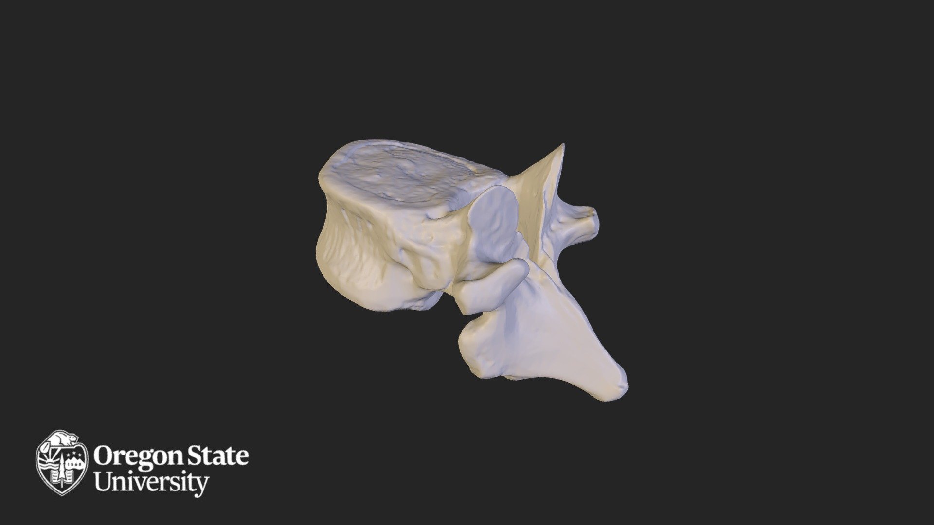 Thoracic vertebra - T11 - Download Free 3D model by Oregon State ...