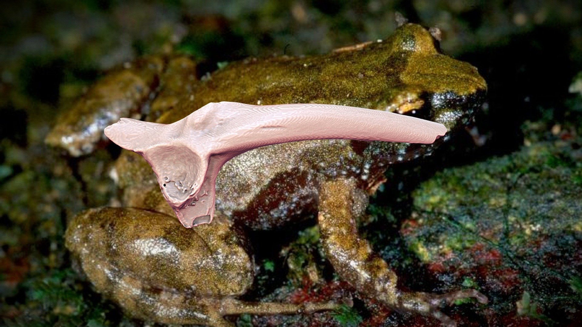 Taudactylus sp. nov. (frog ilium) - 3D model by Queensland Museum ...