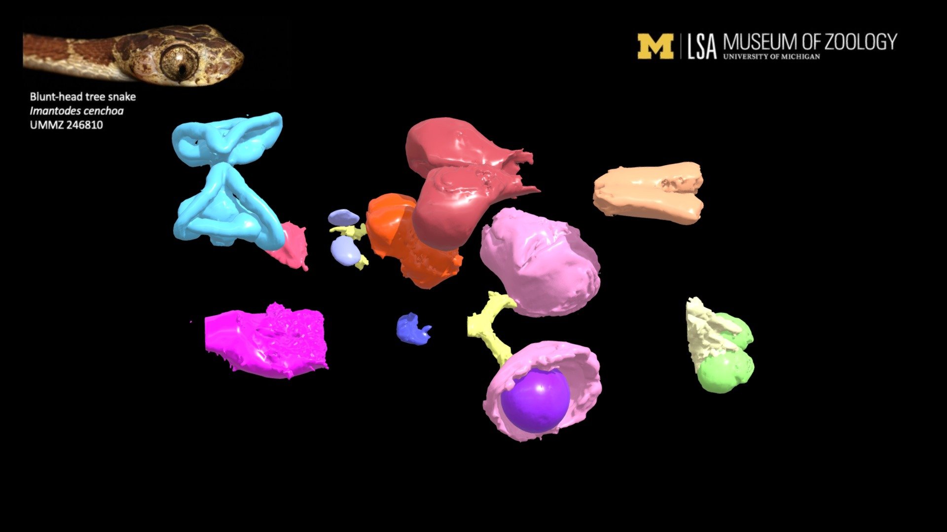 Blunt-head tree snake brain & sensory organs - 3D model by Michigan ...