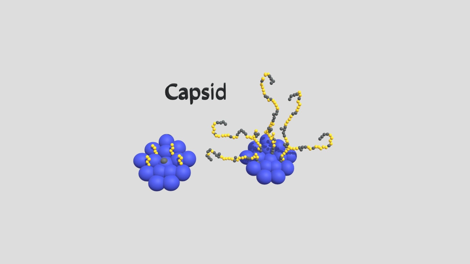 Capsid - Download Free 3D model by tiewoel [d730832] - Sketchfab