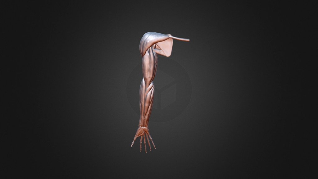 Arm-01- Ecorche - Download Free 3D model by westerly [d7315de] - Sketchfab