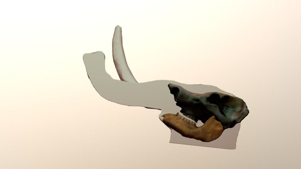 Mastodon Head/Skull Combination - 3D model by Virtual Curation Lab ...