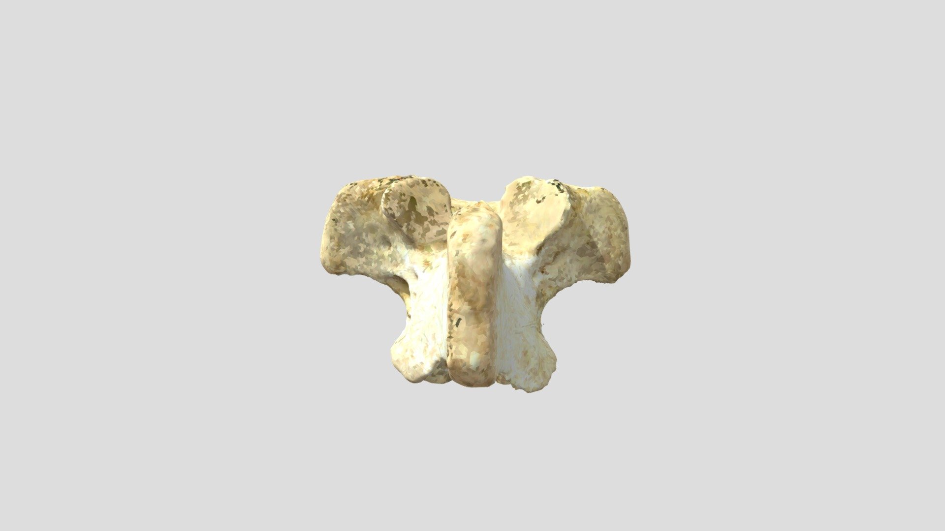 Turkey Vertebra (VCU_3D_4066) - Download Free 3D model by Virtual ...
