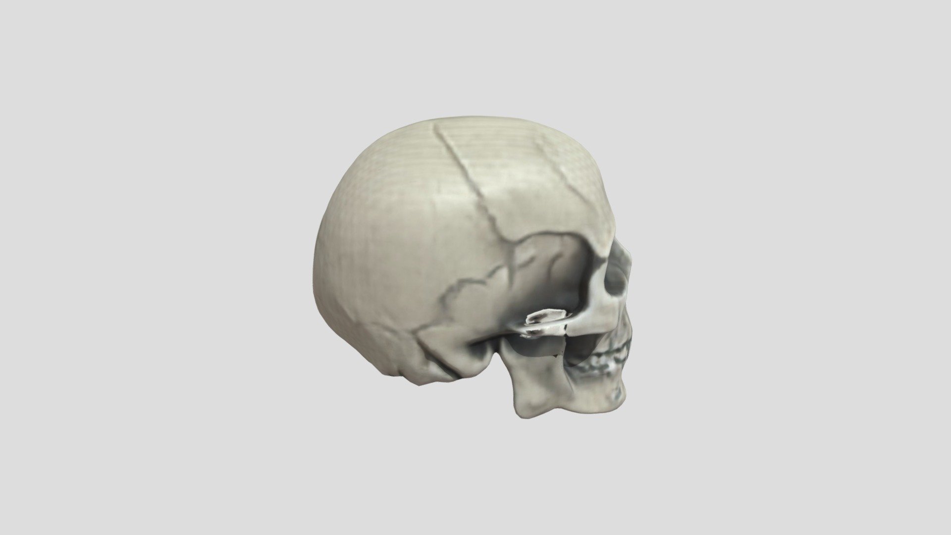 Skull - Download Free 3D model by 4D_Newbie [d73a72d] - Sketchfab