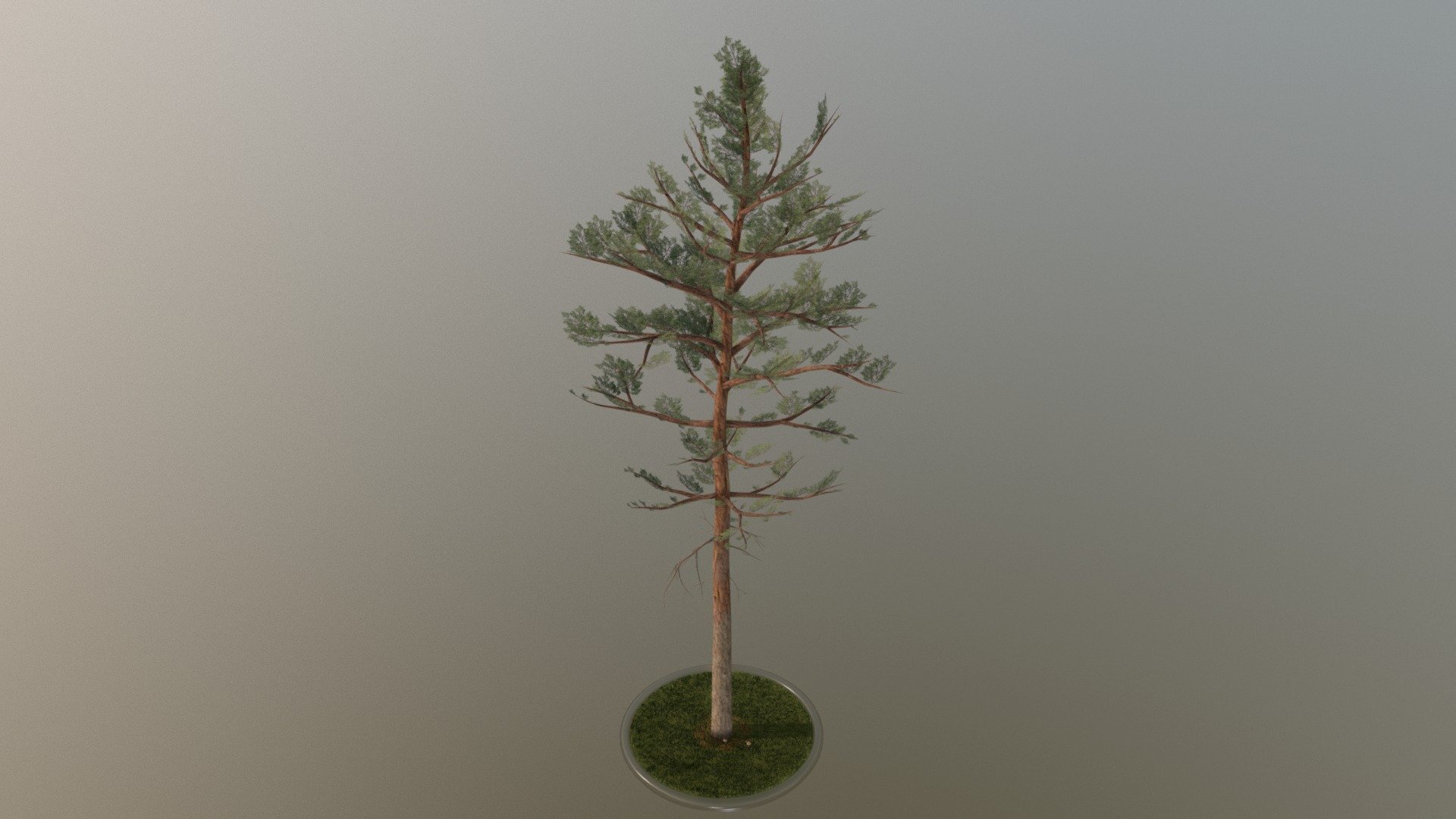 Pine Tree - 30 Meter - Buy Royalty Free 3D model by VIS-All-3D (@VIS ...