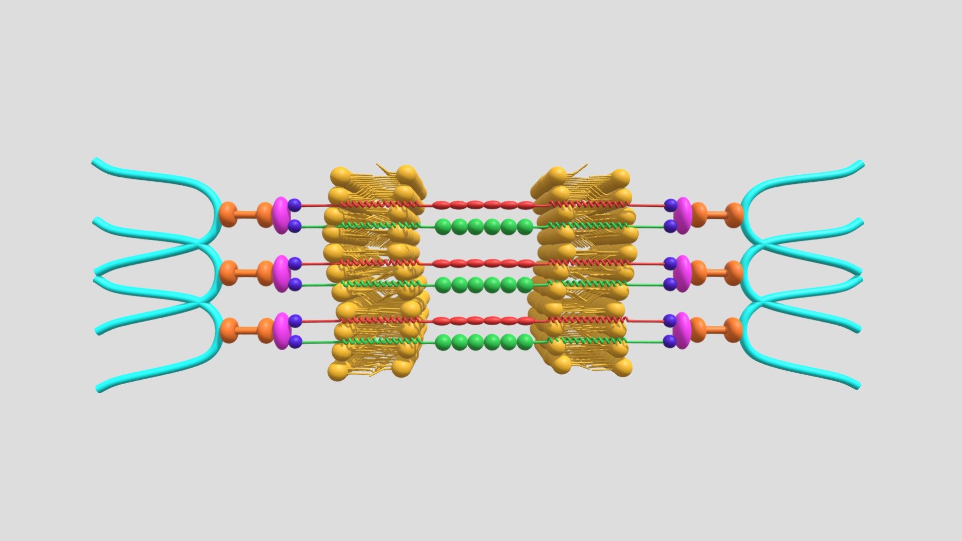 Membrane Specializations - Desmosome - 3D model by Júlio Panzera ...