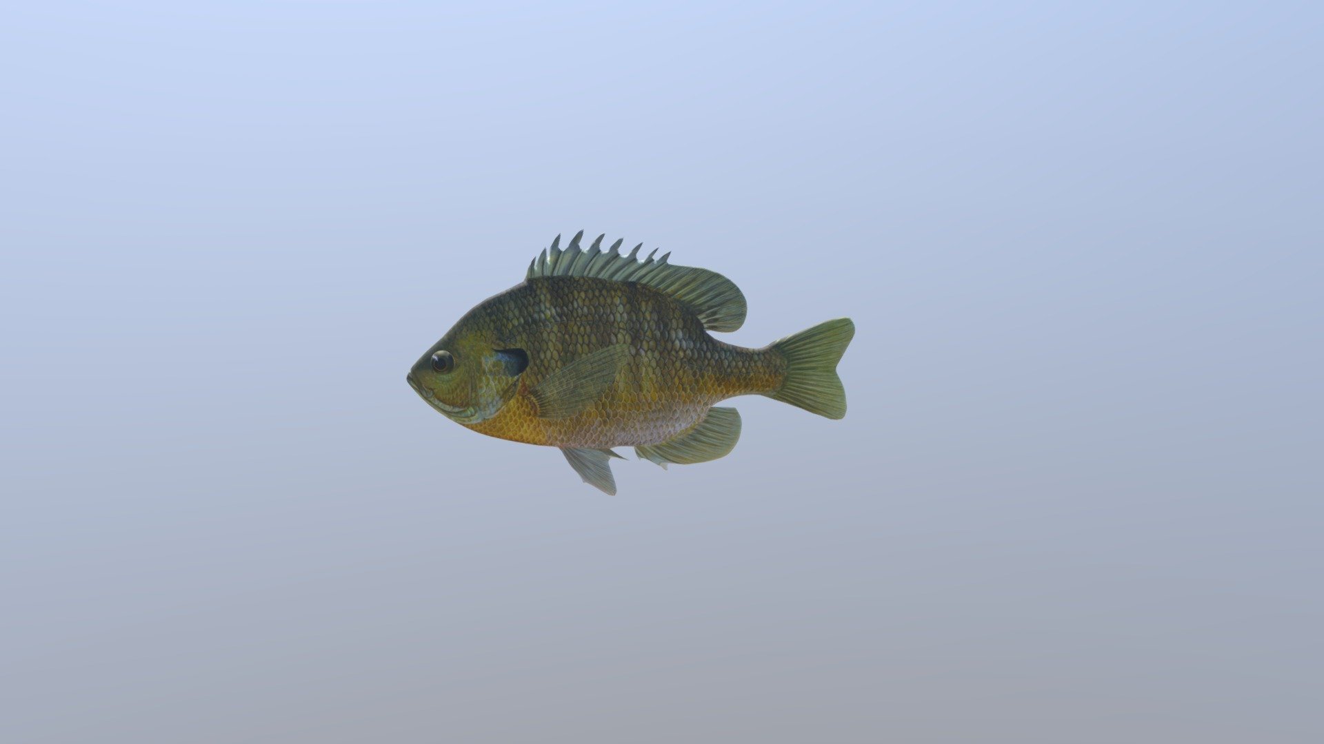 Blue Gill - 3D model by Rob Kennedy (@darumatech) [d749e00] - Sketchfab