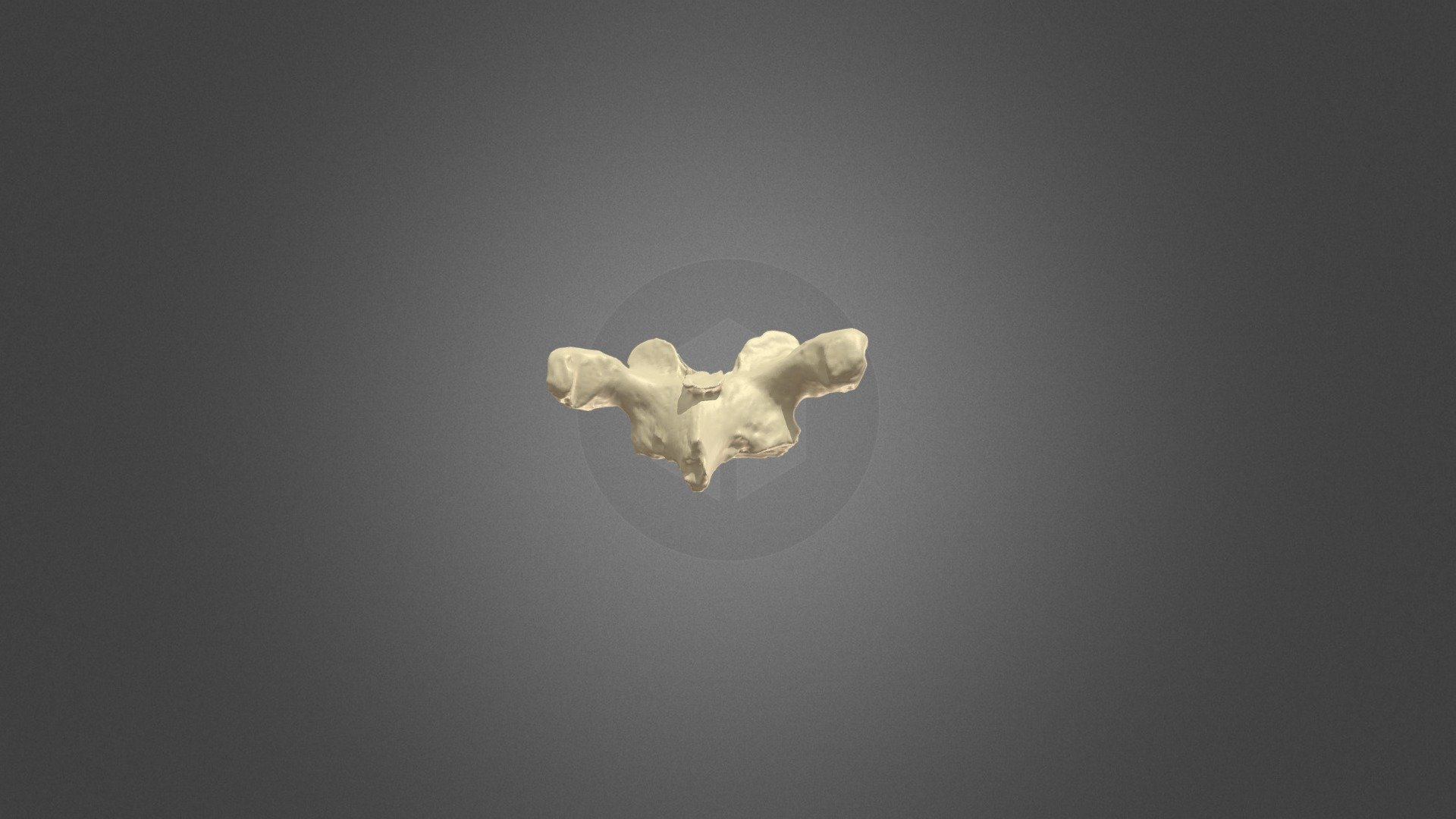 Thoracic vertebra: accessory sup articular facet - 3D model by ...