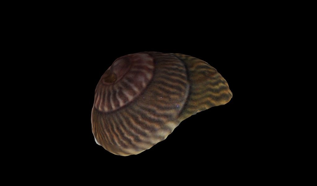 conch - Download Free 3D model by xiezhong [d74cced] - Sketchfab