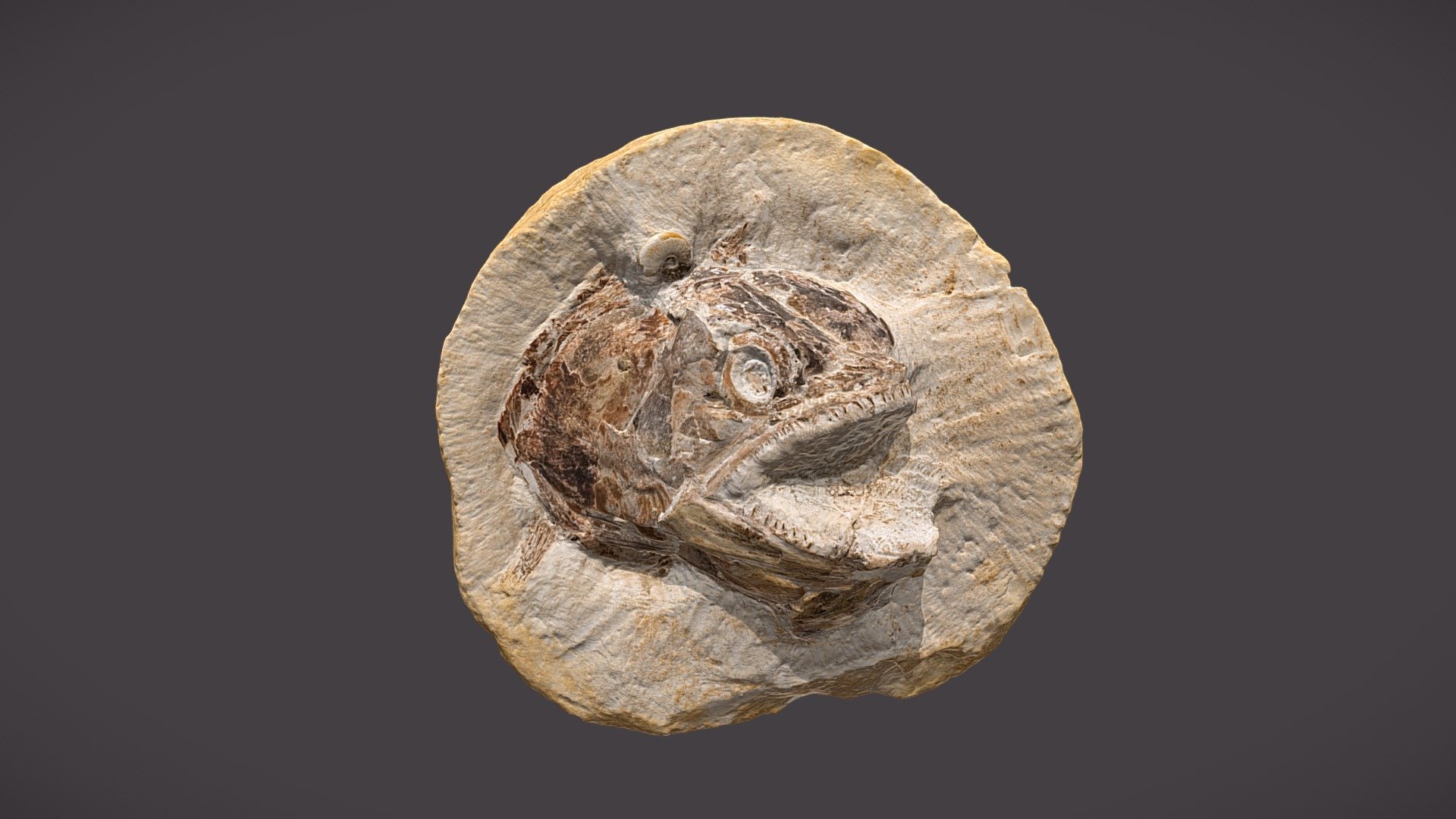 Pachycormus (Detailed) - 3D model by ThinkSee3D [d74ec62] - Sketchfab