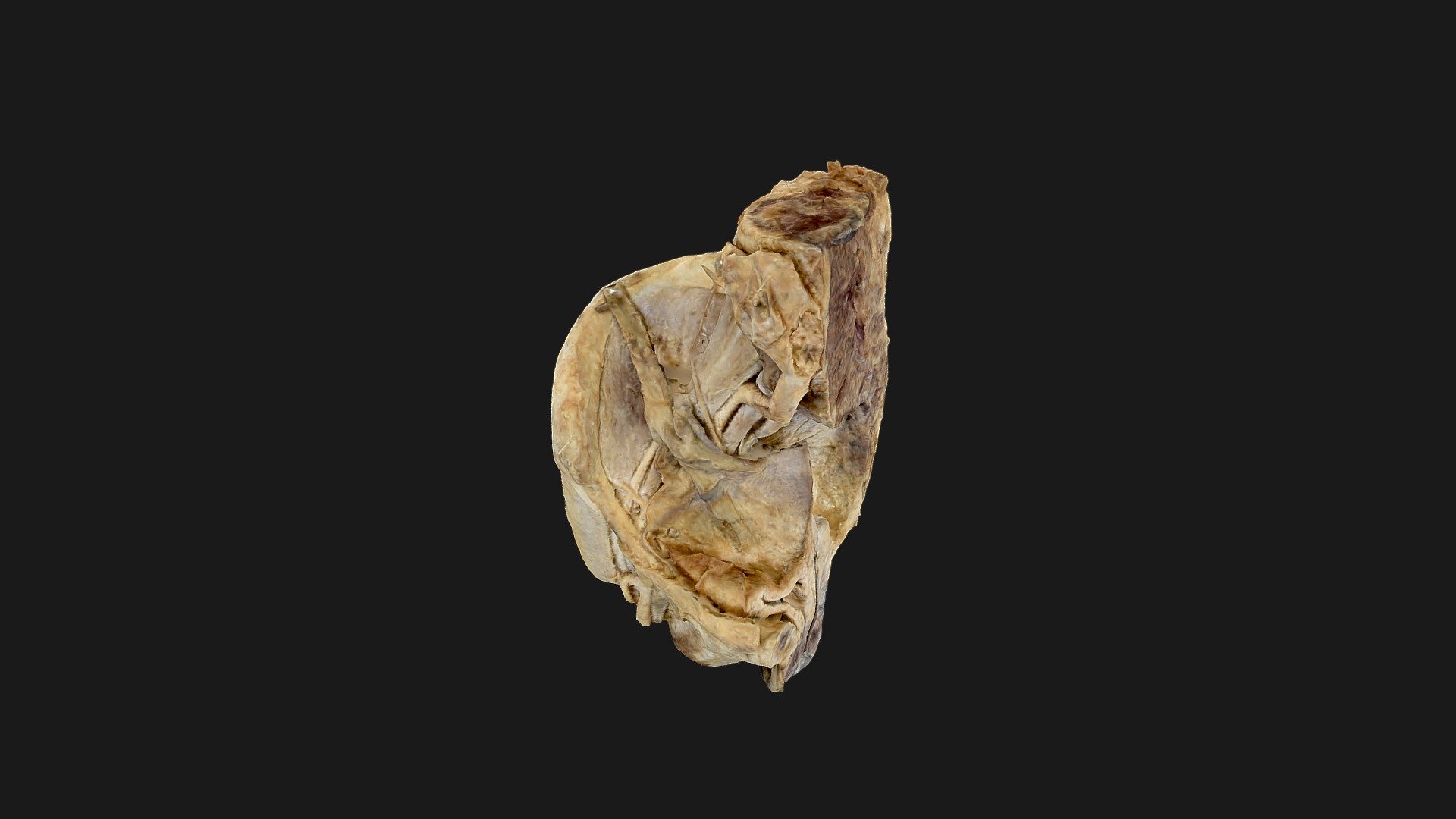 Female Pelvis Uterus Labelled - 3D model by IslandMedicalProgramAnatomy ...