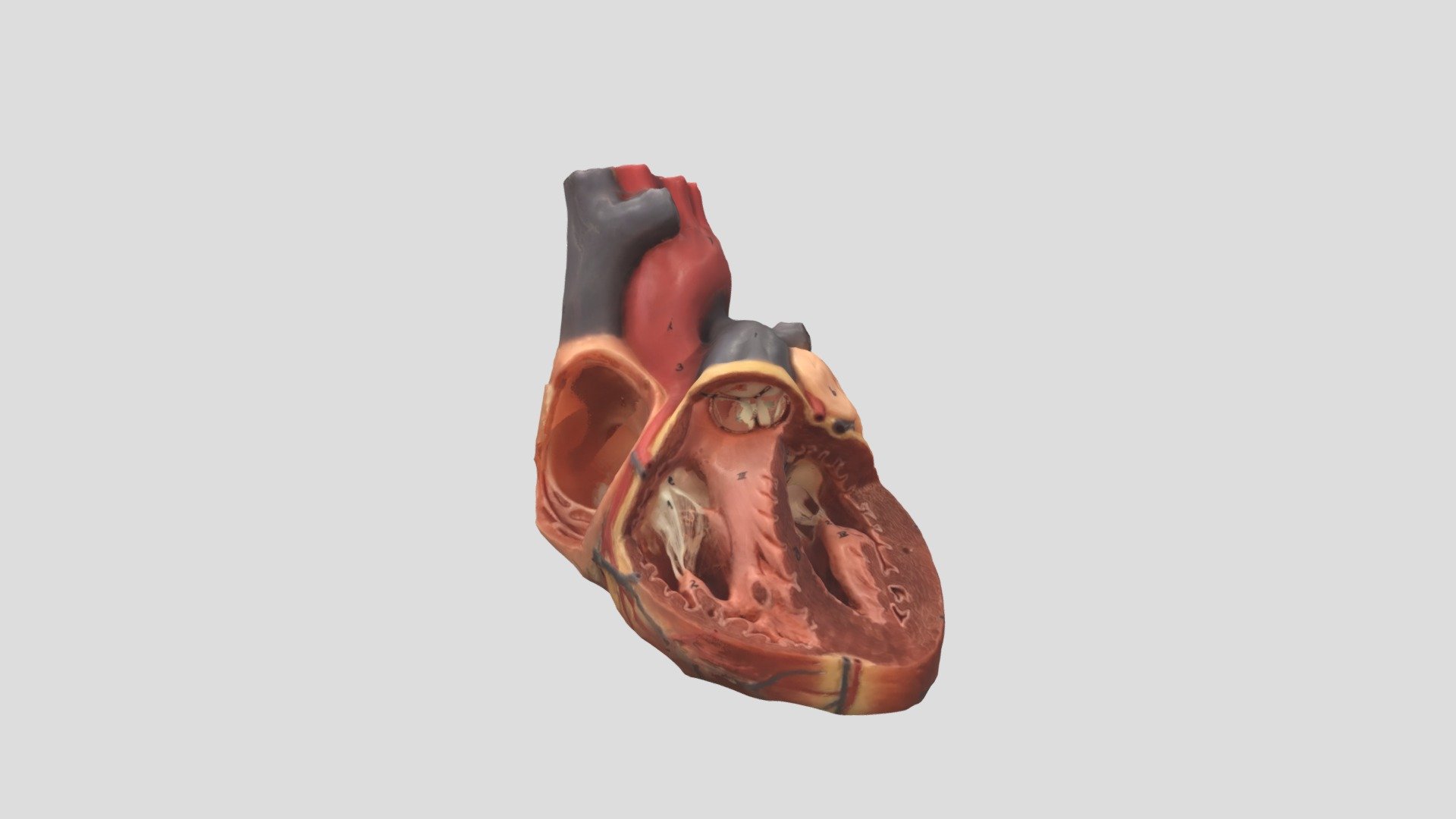 Inside Heart - Valves - 3D model by mo342 [d752e44] - Sketchfab