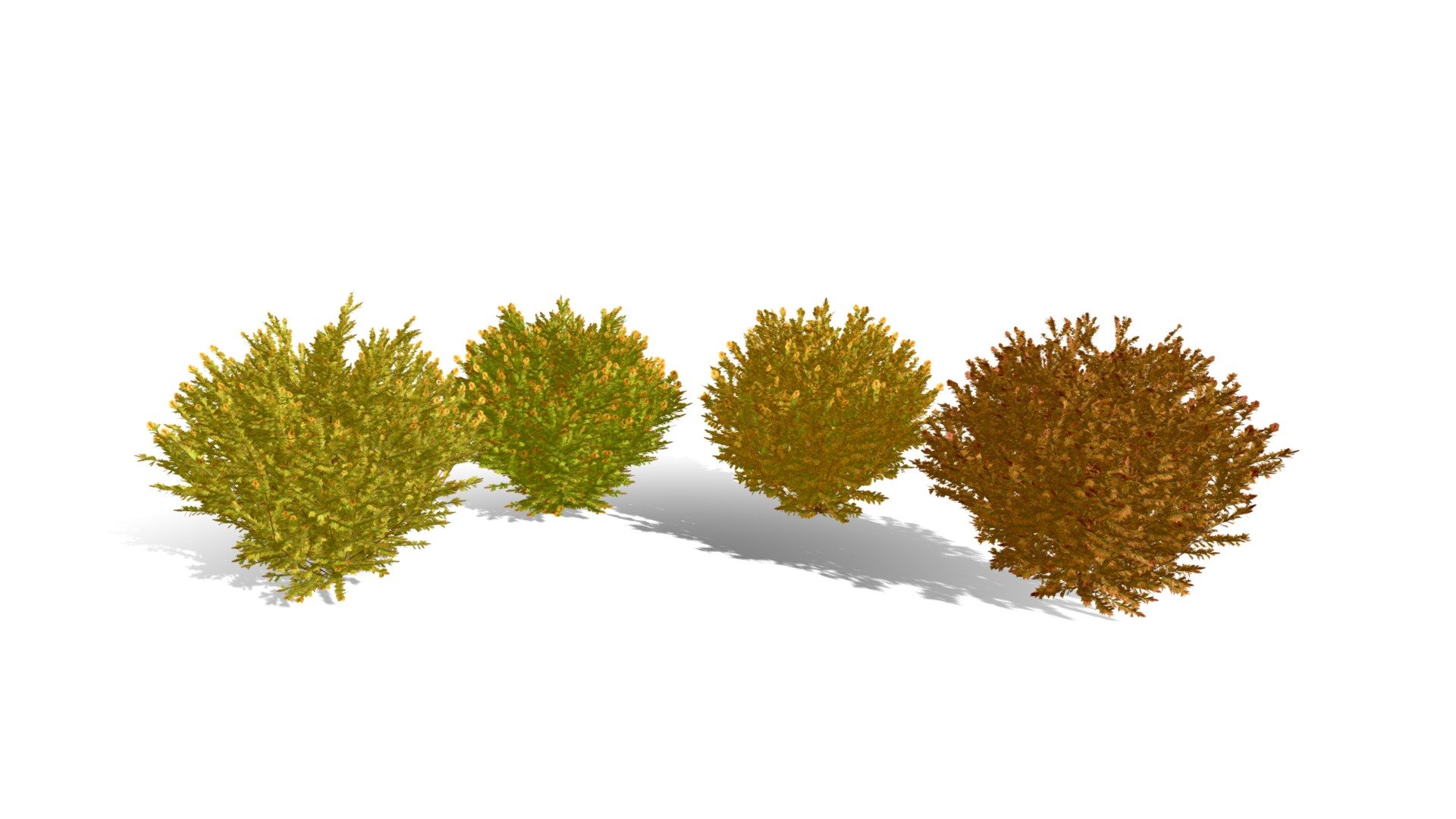 Fire Chief Arborvitae 3D Model - Buy Royalty Free 3D model by hkhalif ...