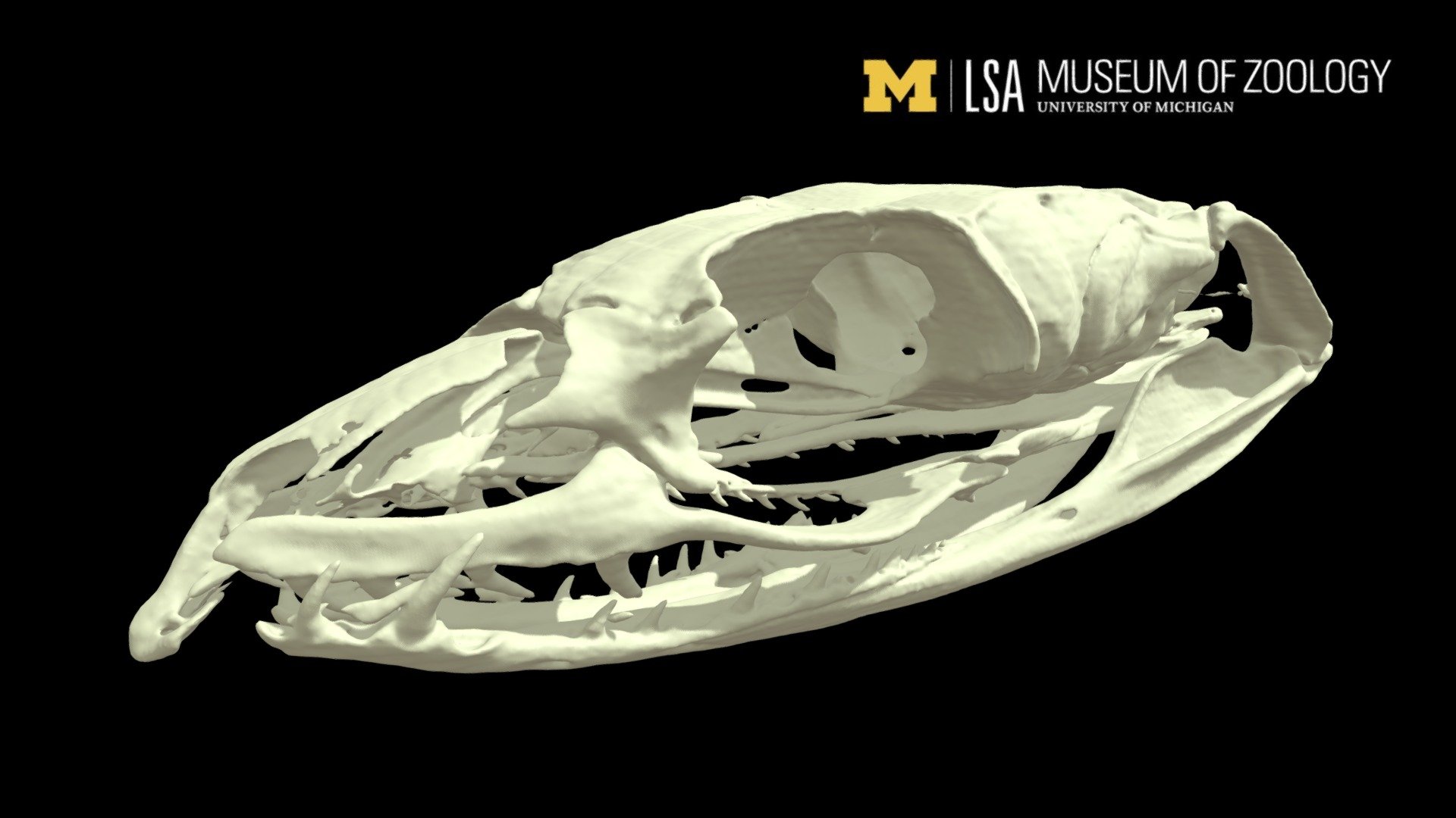 Sri Lankan green vine snake skull - 3D model by Michigan Herpetology ...