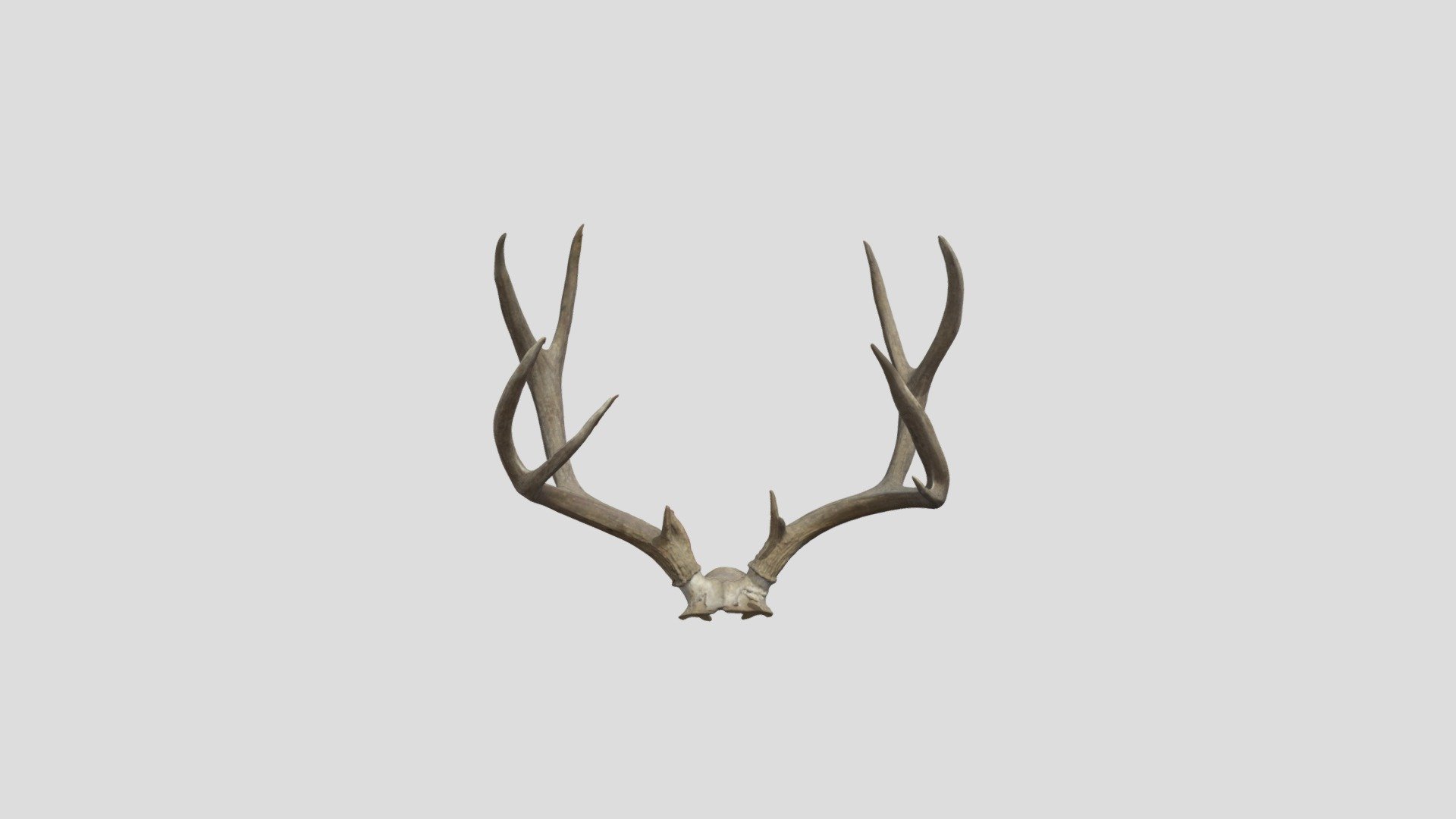 4 Point Mule Deer Buck - 3D model by PeakReplicas [d761fe6] - Sketchfab