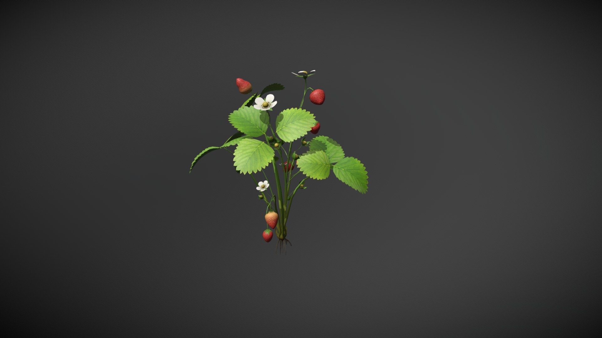Strawberry Stage3 - 3D model by vicvdovenko [d7646a1] - Sketchfab