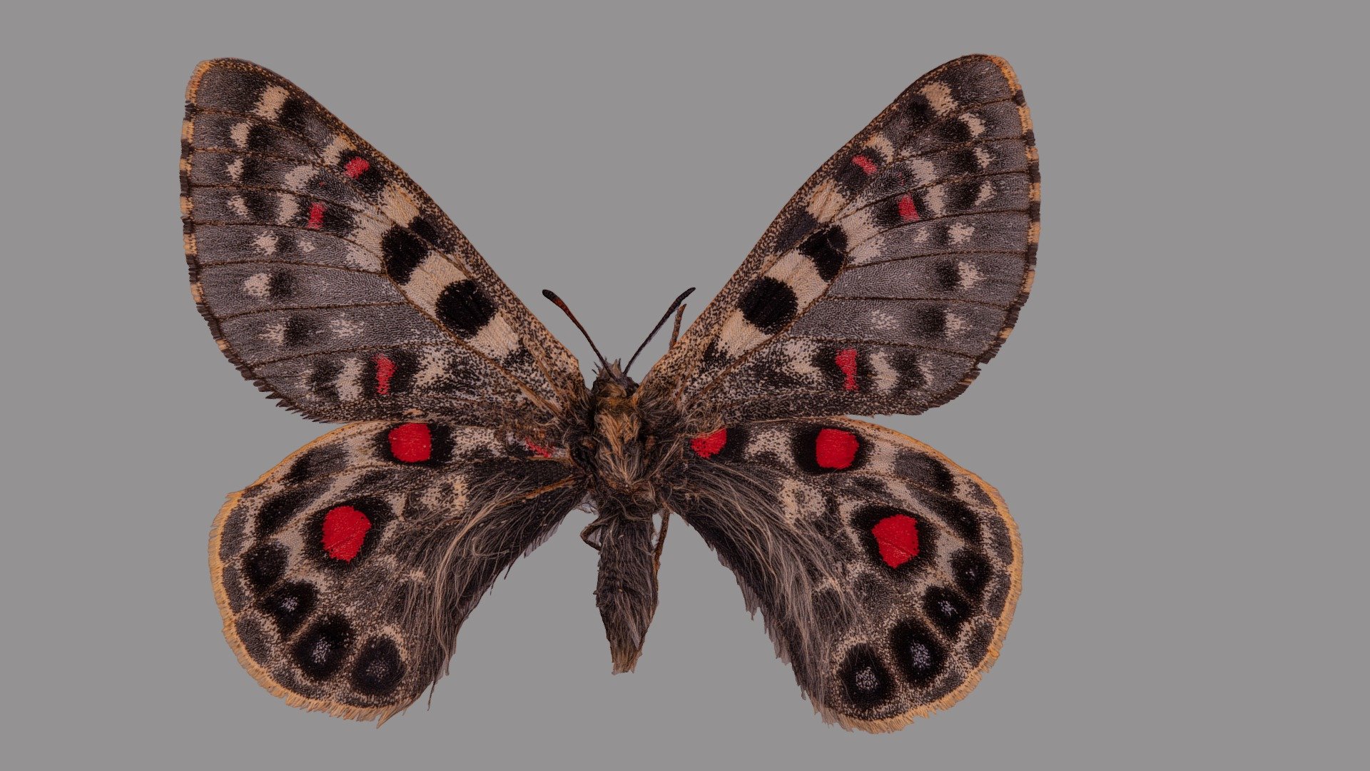 Parnassius acco hoaraeaue - 3D model by VirNat [d765033] - Sketchfab