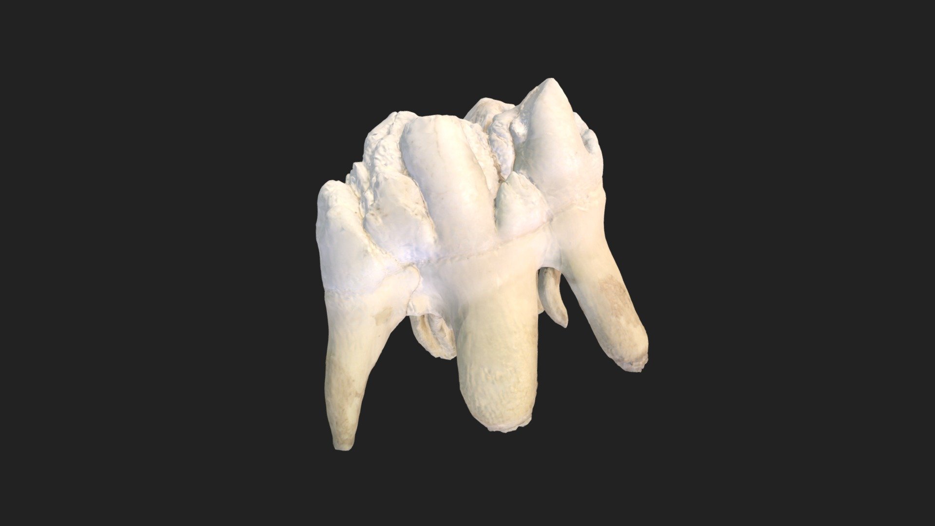 7th cheek tooth (3rd molar) pig (lower jaw) - Download Free 3D model by ...