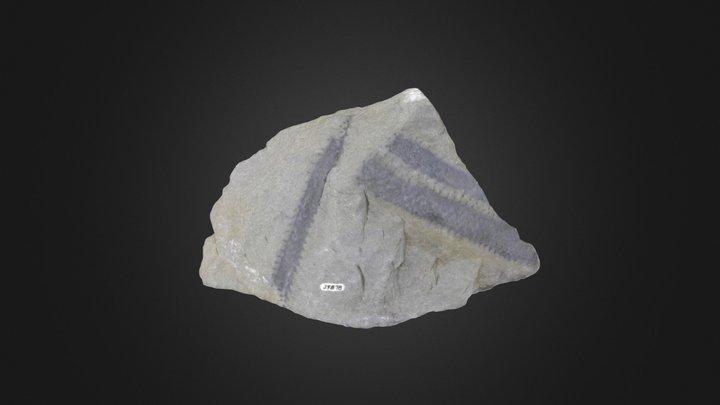 Lycopod 3D models - Sketchfab
