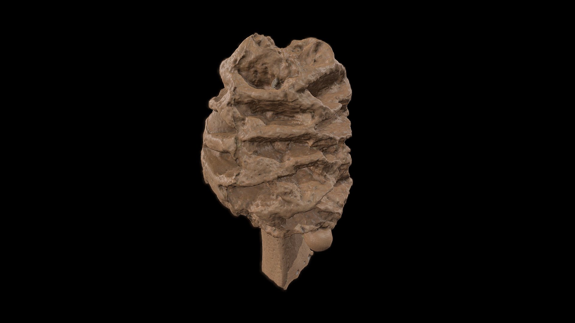 Sequoia Pinecone Fossil 3D Scan - 3D model by Laser Design ...