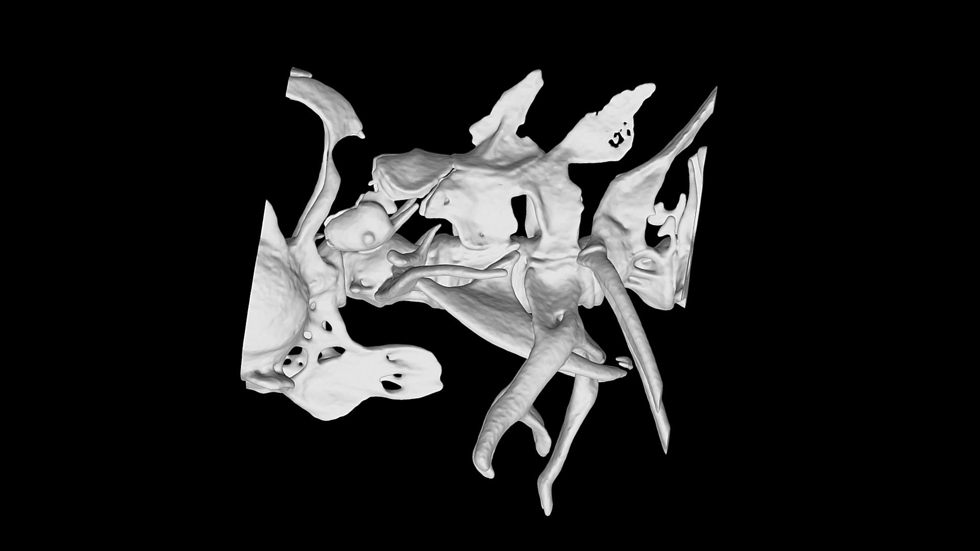 Weberian apparatus of sibling zebrafish - 3D model by 3D Imaging Room ...