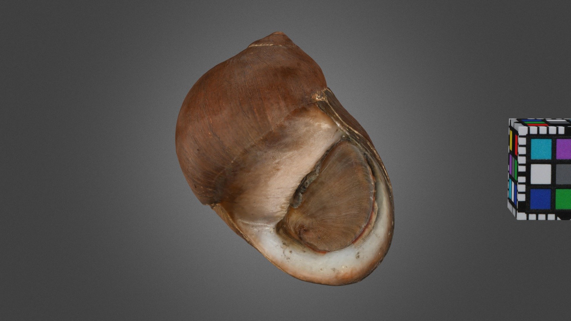 ドングリカノコ Brackish Snail, Neritina plumbea - Download Free 3D model by ...