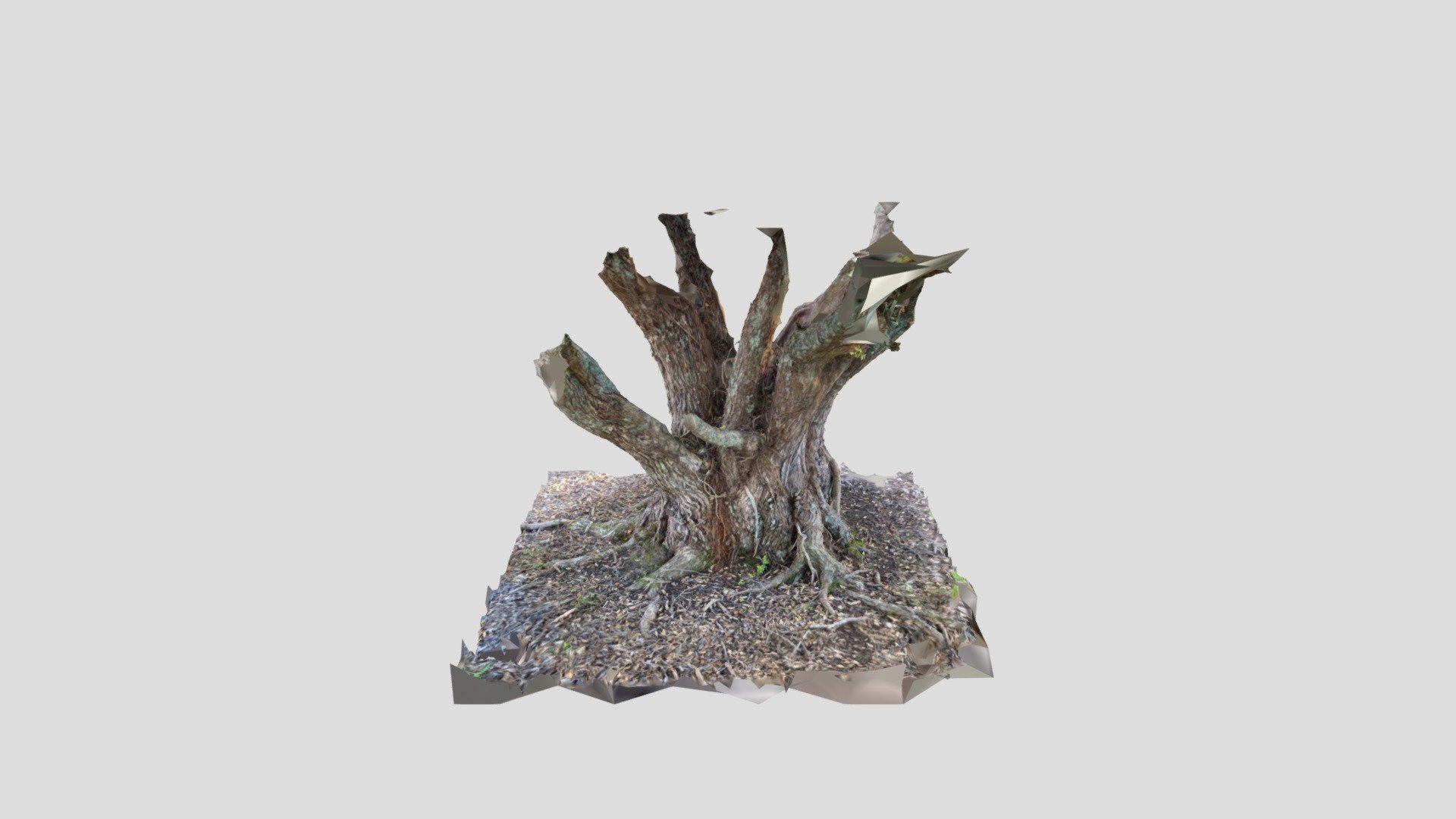 Scan 2023-03-05T12:09:50.249Z - Download Free 3D model by MattMakesSwords (@frankthefish ...