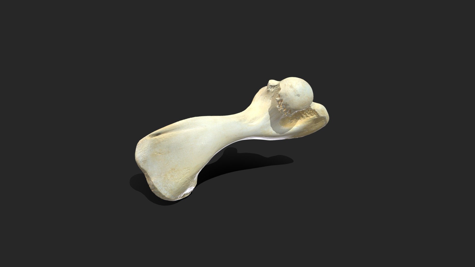 Giant Tortoise Femur - 3D model by MSP-Paleo [d7815f3] - Sketchfab