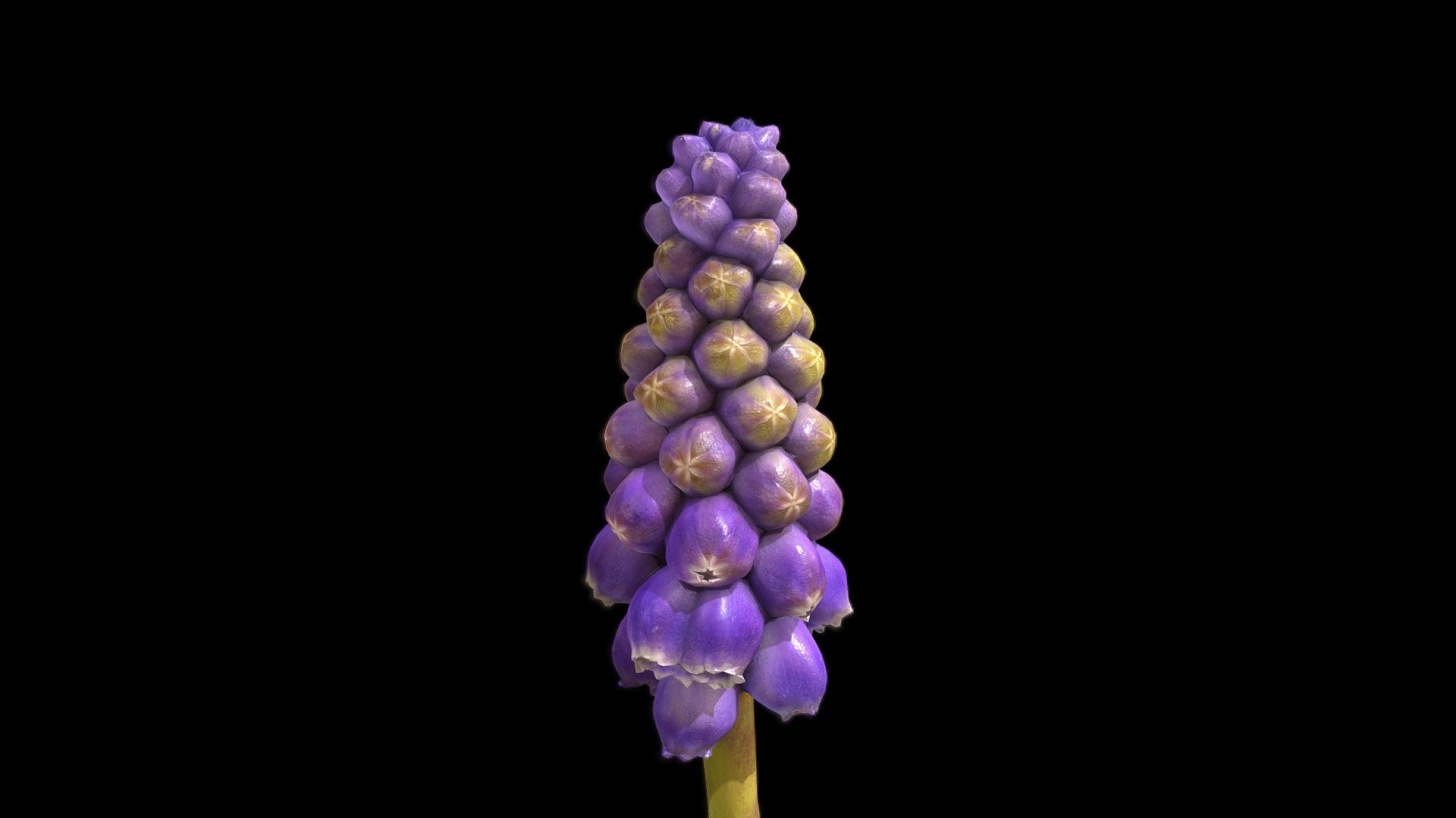 Grape hyacinth - Buy Royalty Free 3D model by Zacxophone [d7846d1 ...