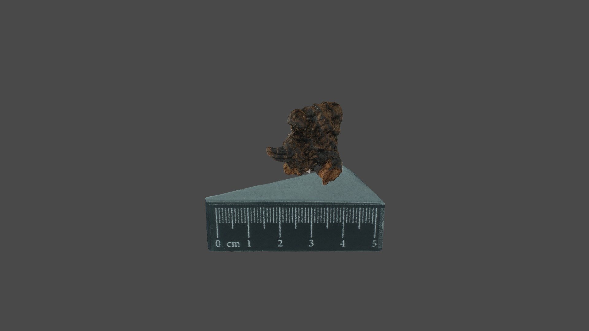 หัวกกลังกา scale bar - Download Free 3D model by 65201101047 [d785da4 ...