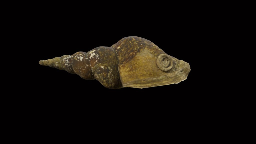 Turton's Neptune - Download Free 3D model by Scarborough Museums and ...