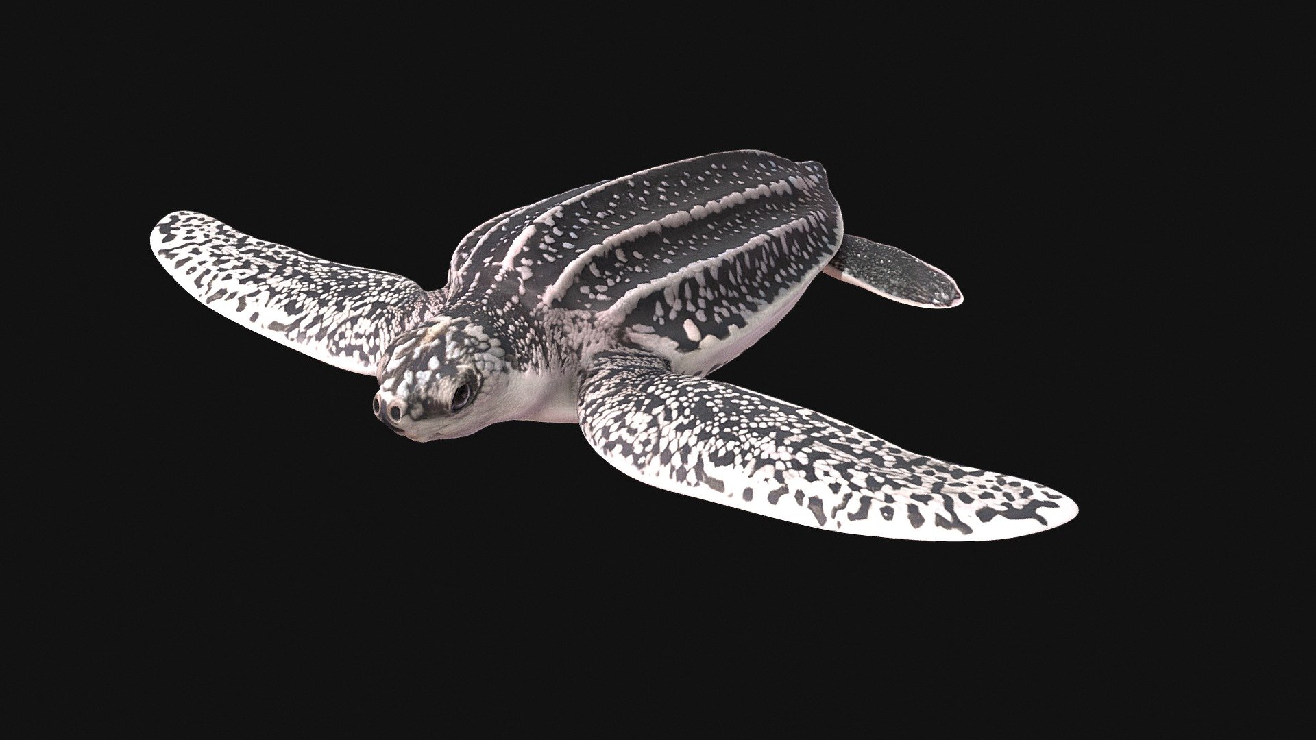 Model 117A - Juvenile Leatherback sea turtle - Download Free 3D model ...