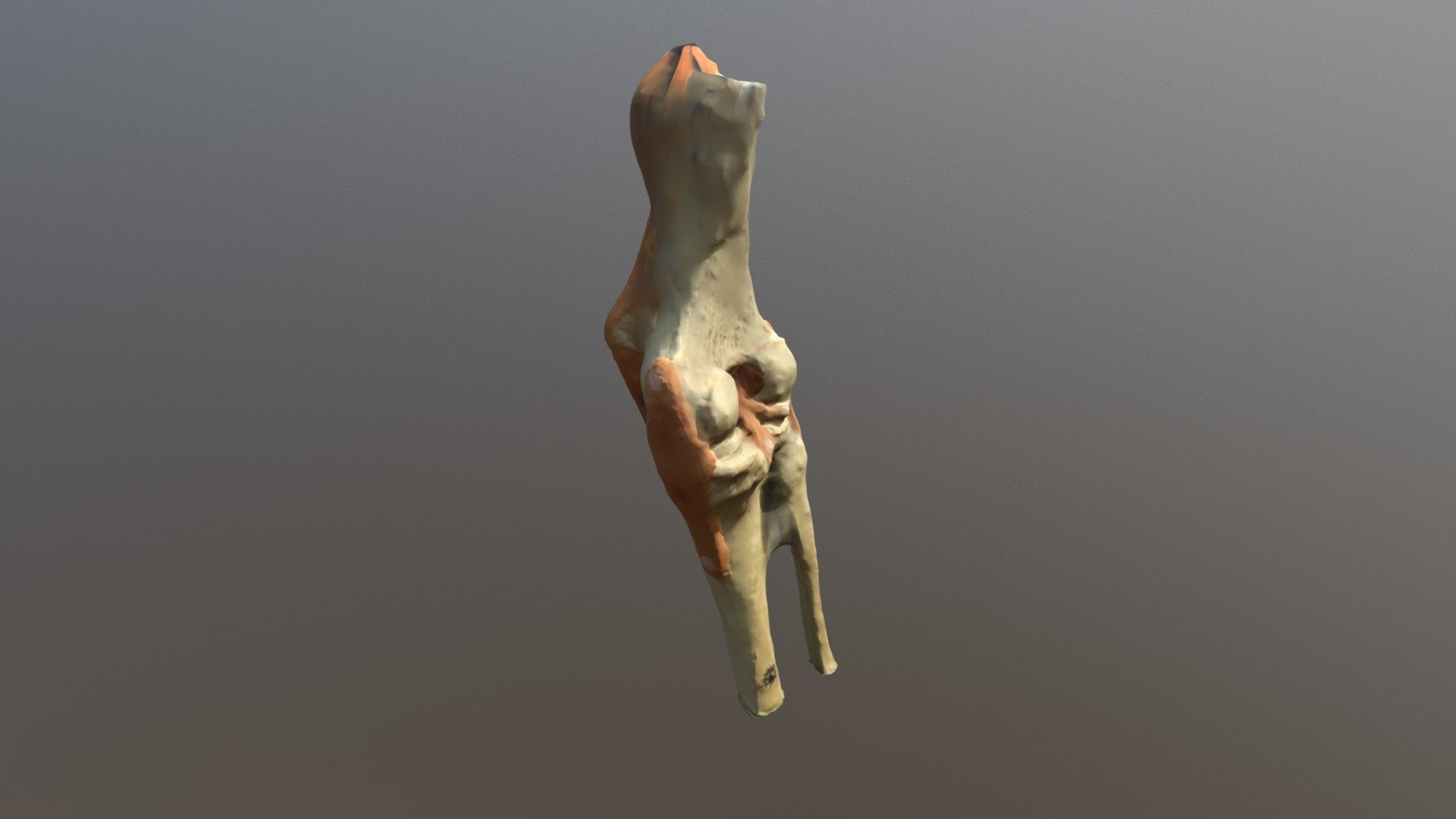 Bones - 3D model by acl_injury [d7902ba] - Sketchfab
