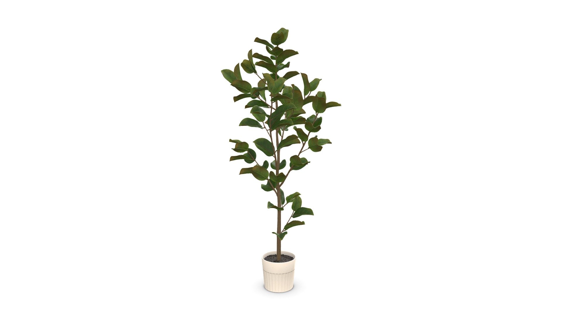 Magnolia - 3D model by heyyodd [d794b00] - Sketchfab