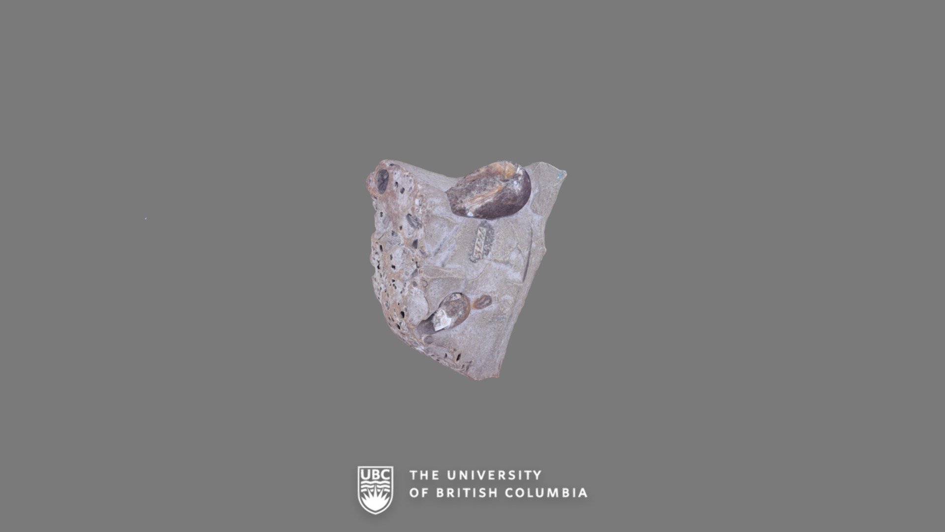 Bivalve Fossils - Download Free 3D model by UBC-3D-Resources [d79a773 ...