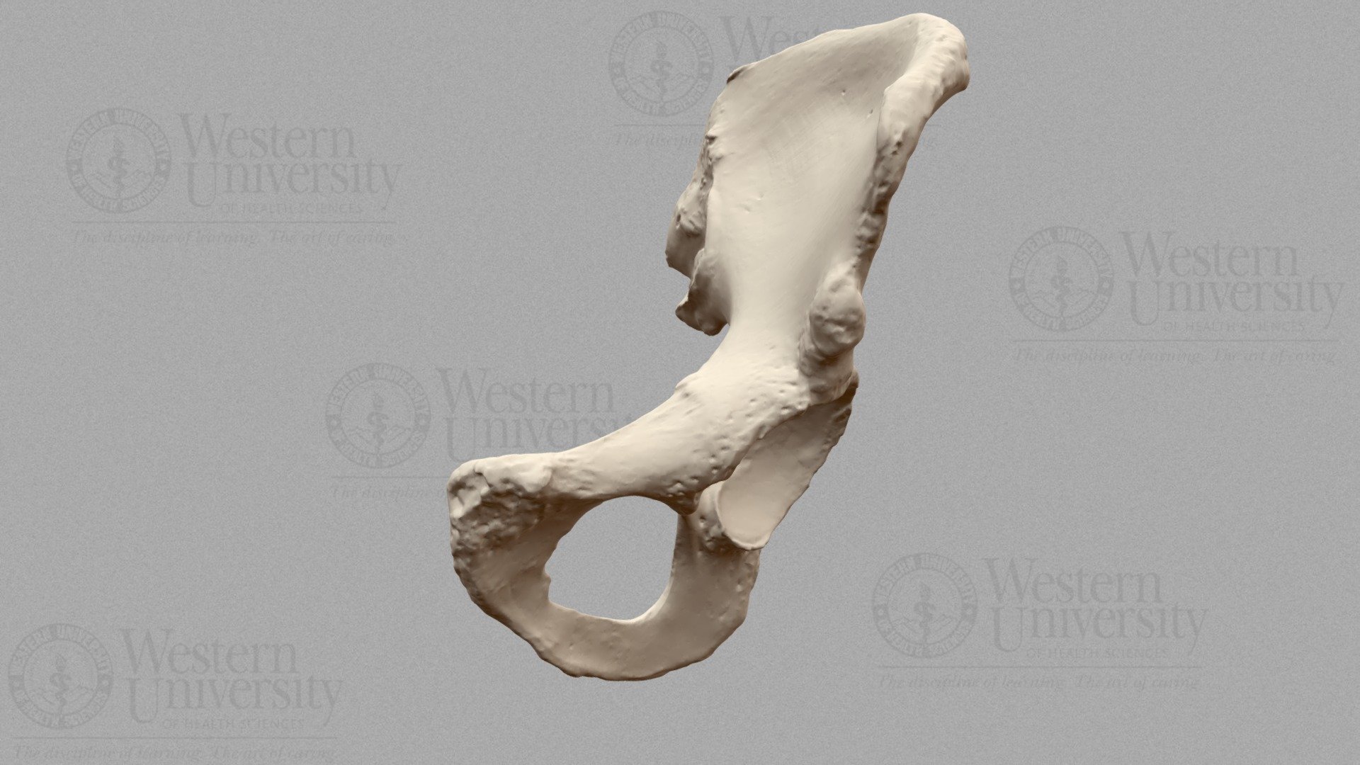 Left Pelvis Bone from scan - 3D model by WesternU3D [d7a4d74] - Sketchfab