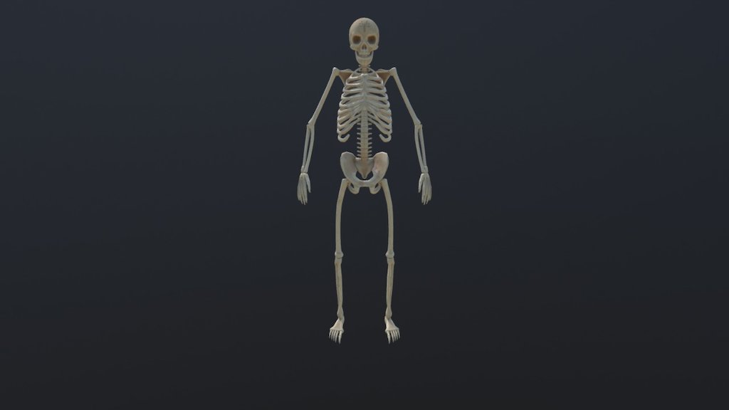 Resurrected Skeleton - 3D model by Stephen-3D [d7af07d] - Sketchfab