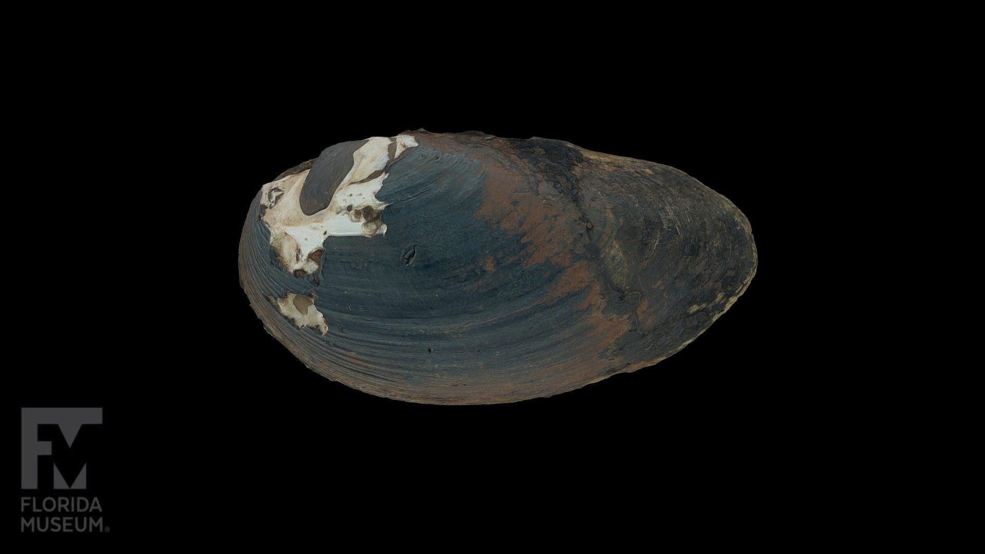 Southern Sandshell - Freshwater Mussel - 3D model by FloridaMuseum ...