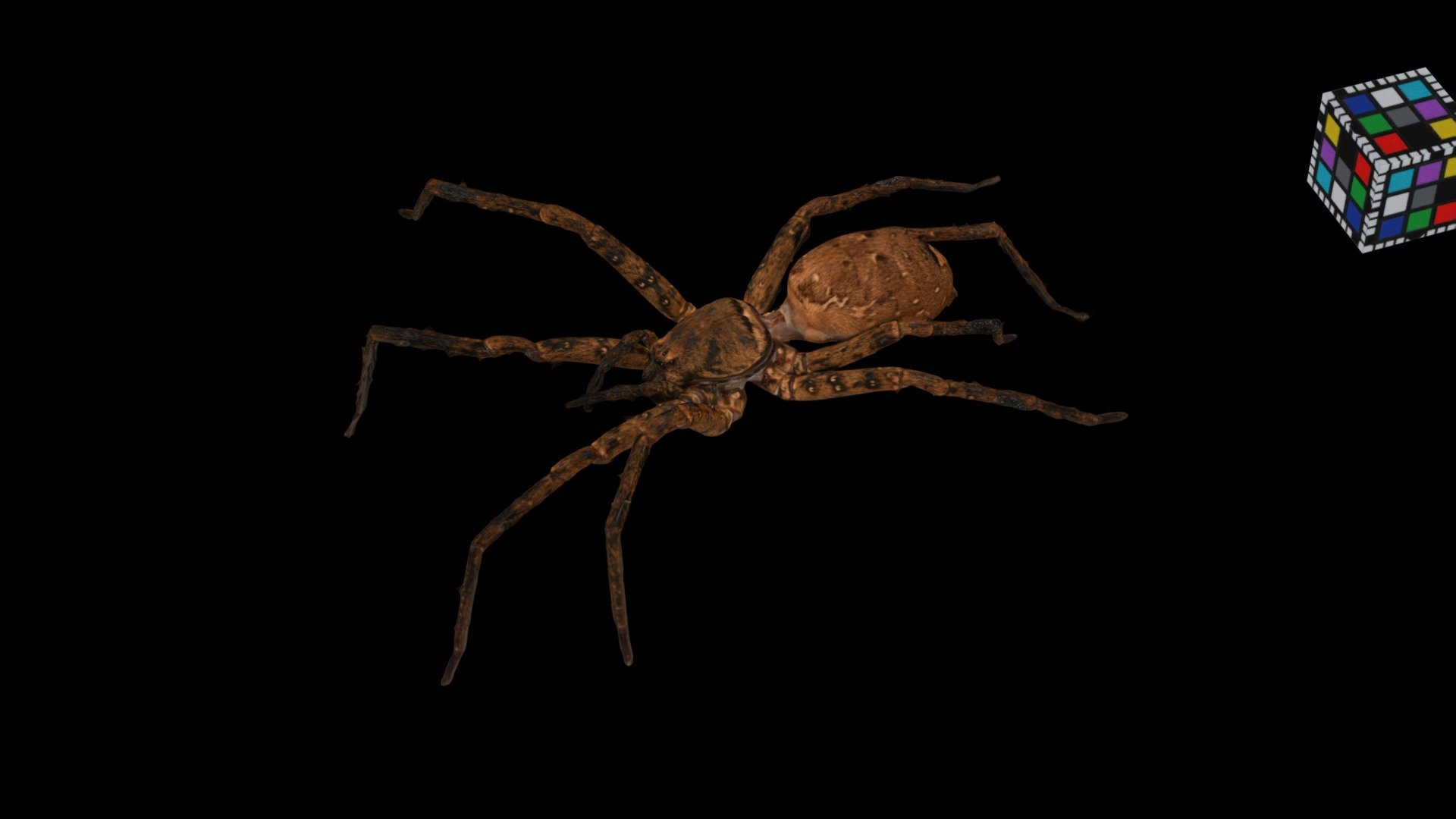 CC0 アシダカグモ 🕷️ Huntsman Spider, H. venatoria - Download Free 3D model by ...