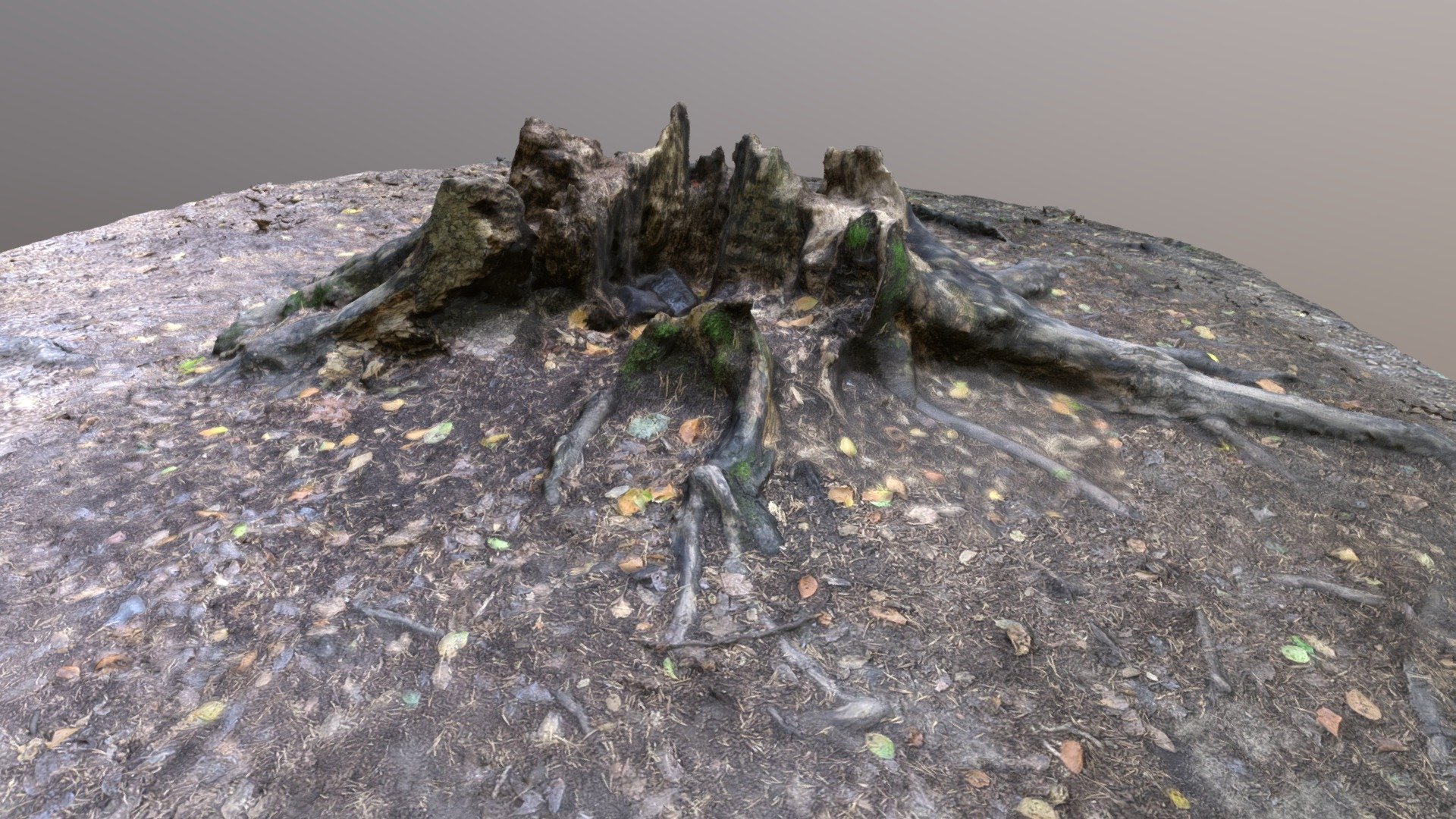 Worn tree stump - Download Free 3D model by Thanmason (@natmason ...