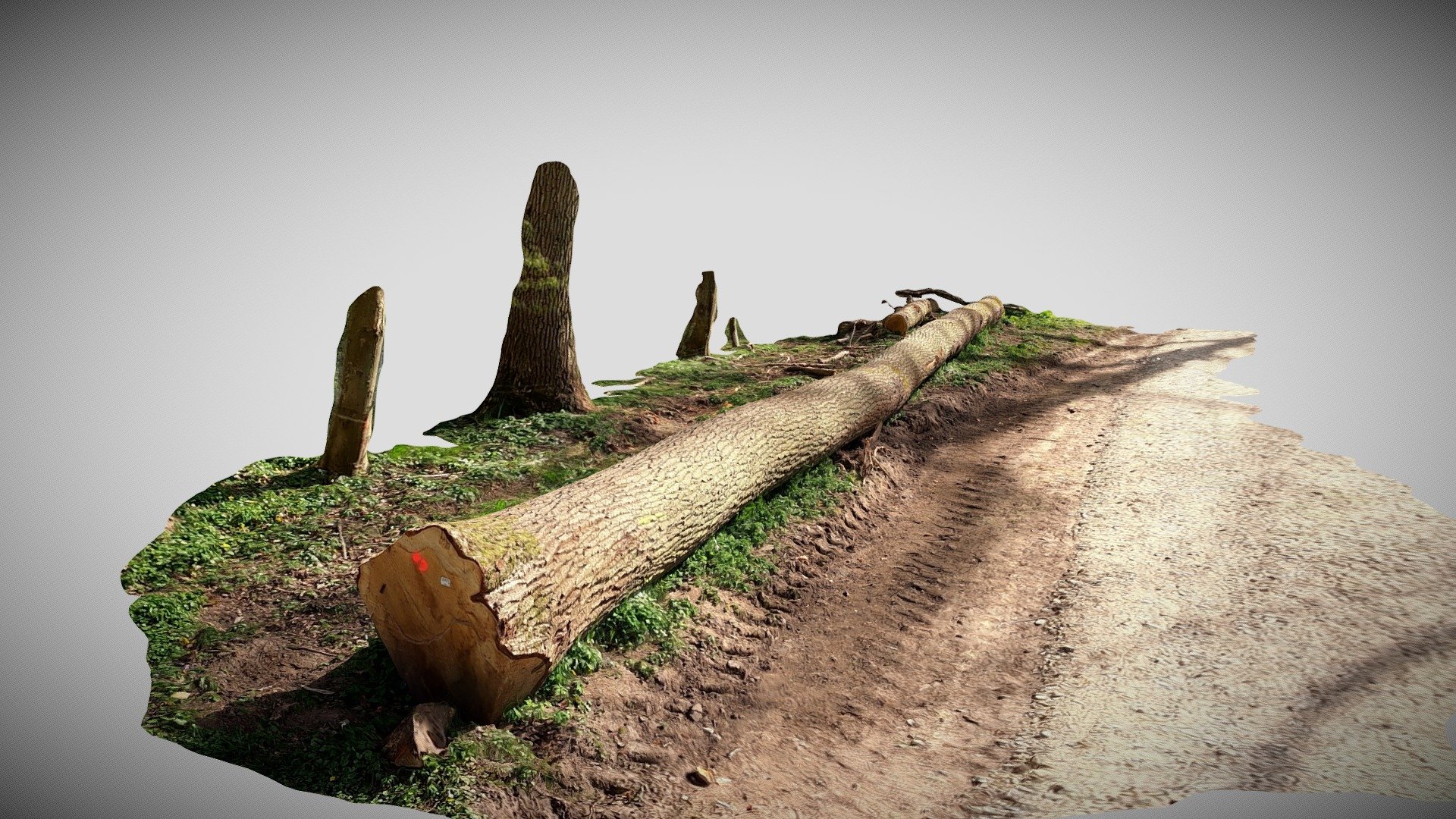Oak log - 3D model by dralle.as [d7c1a00] - Sketchfab
