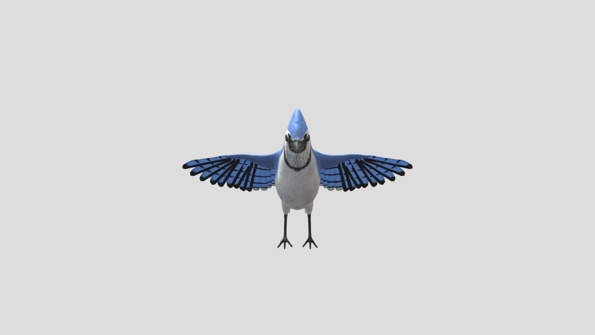 Blue Jay - 3D model by Vincent Laberge (@TheDoom102) [d7c31fe] - Sketchfab