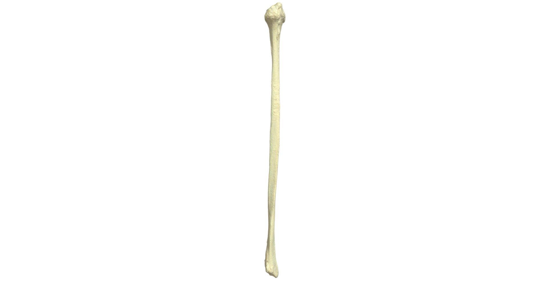 Fibula R - oriëntatie - 3D model by Universiteit Antwerpen ...
